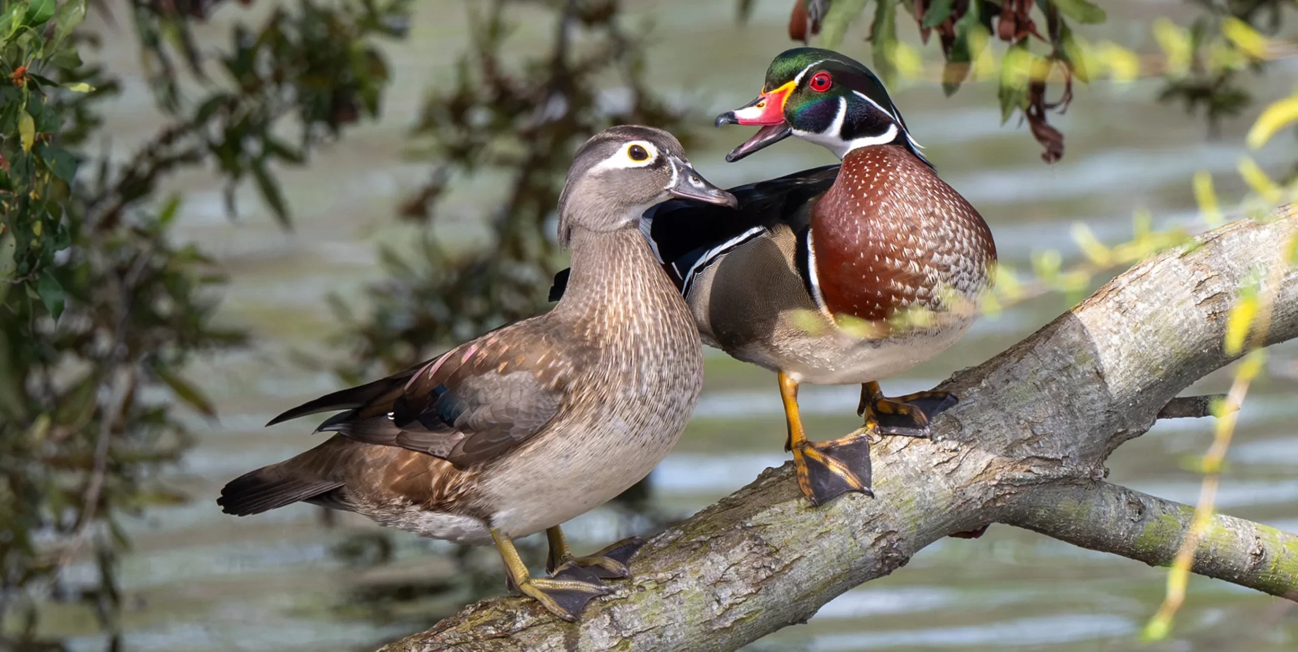 Social Mission: South Carolina Wildlife Federation - Fig Columbia